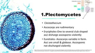 Types of fruiting bodies in fungi | PPTX