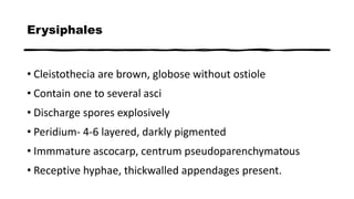 Types of fruiting bodies in fungi | PPTX