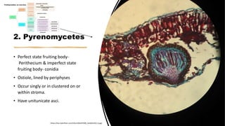 Types of fruiting bodies in fungi | PPTX