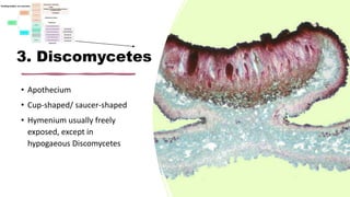 Types of fruiting bodies in fungi | PPTX