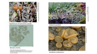 Types of fruiting bodies in fungi | PPTX