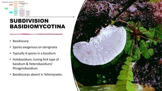 Types of fruiting bodies in fungi | PPTX