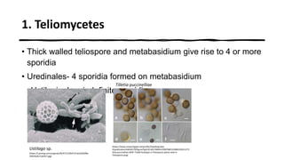 Types of fruiting bodies in fungi | PPTX