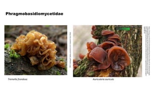 Types of fruiting bodies in fungi | PPTX
