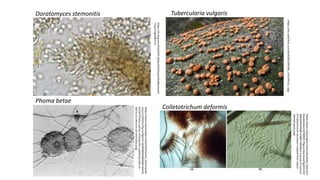Types of fruiting bodies in fungi | PPTX