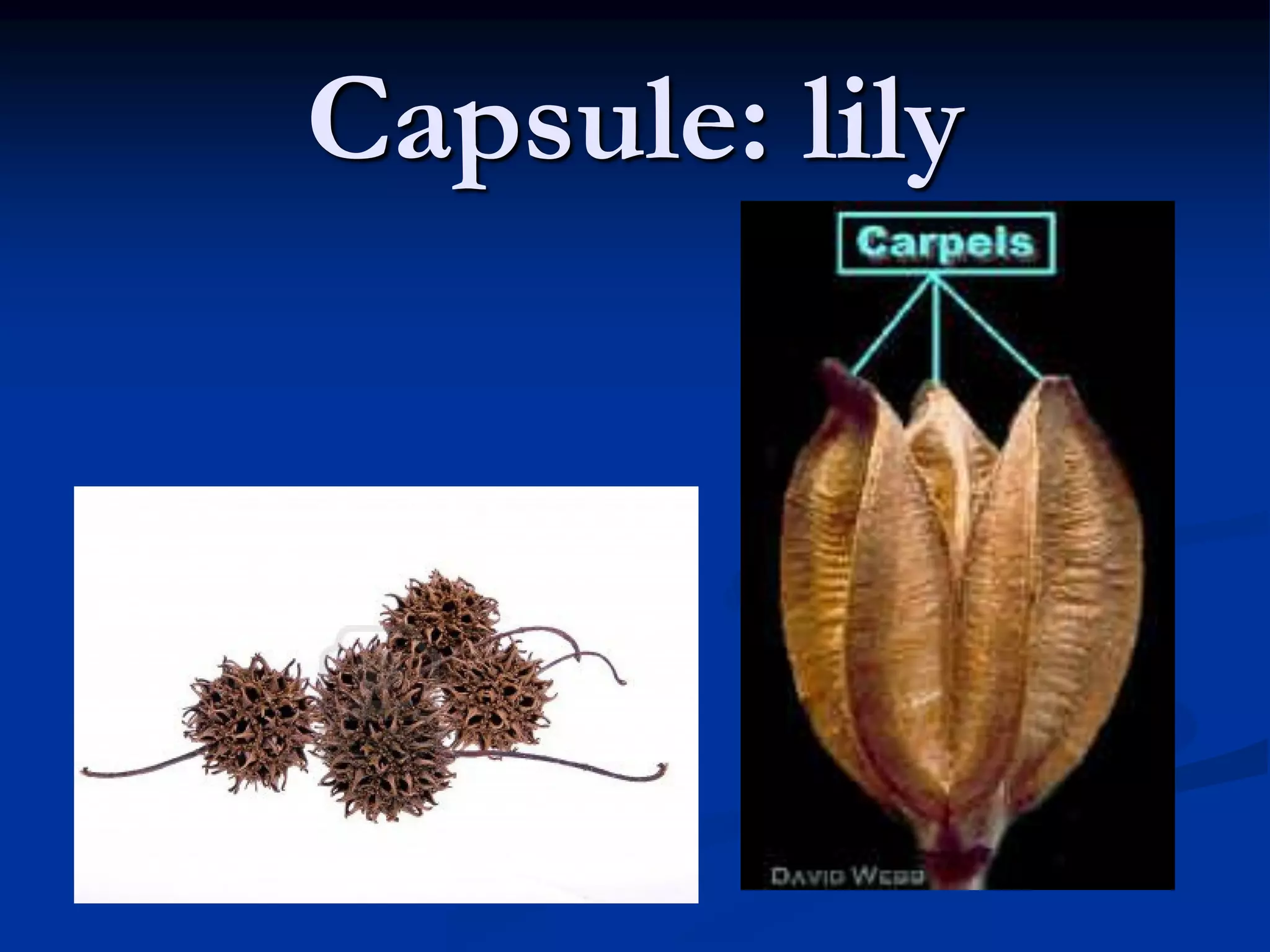 TYPES OF Fruits plant morpho .pdf