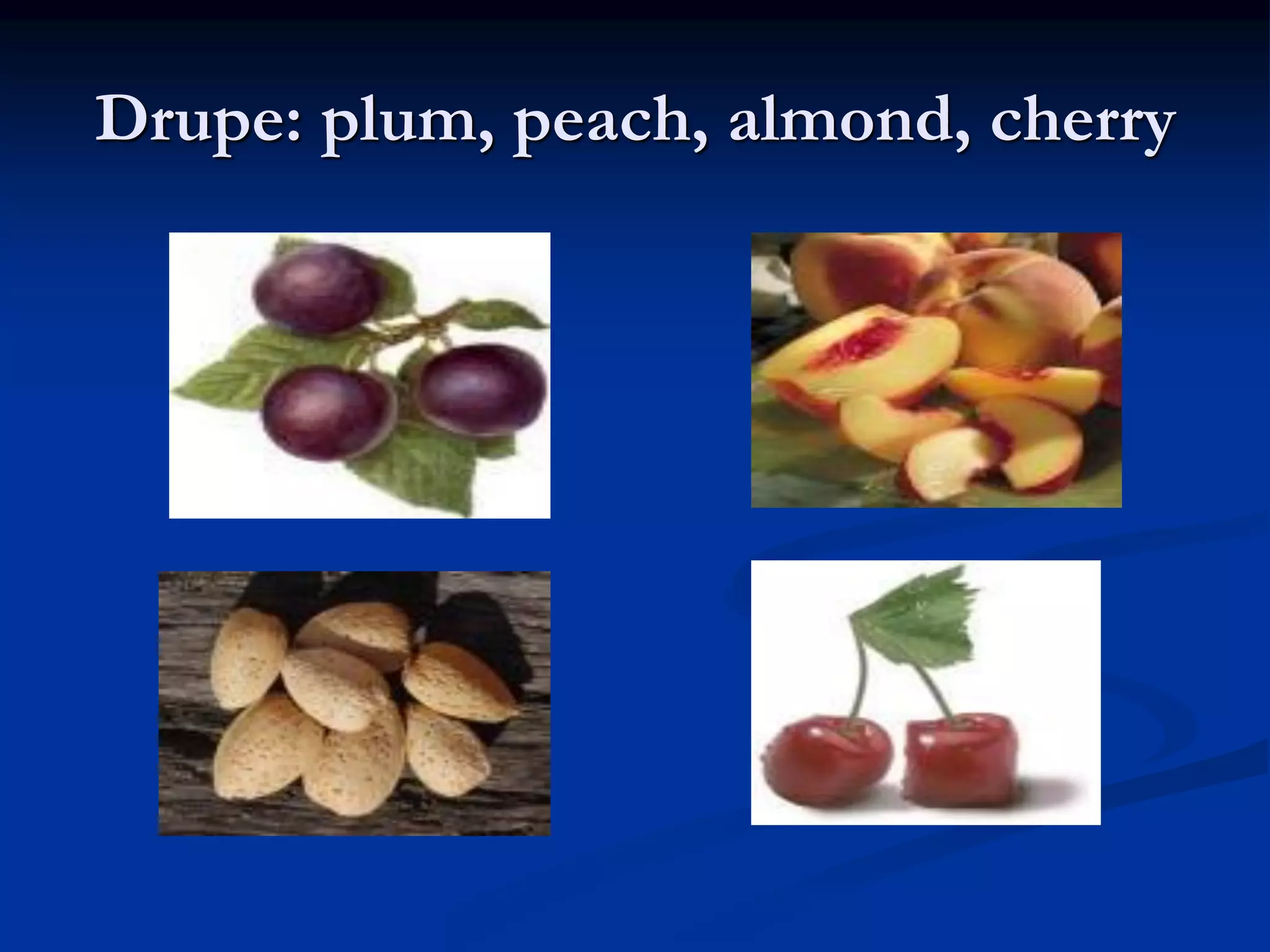 TYPES OF Fruits plant morpho .pdf