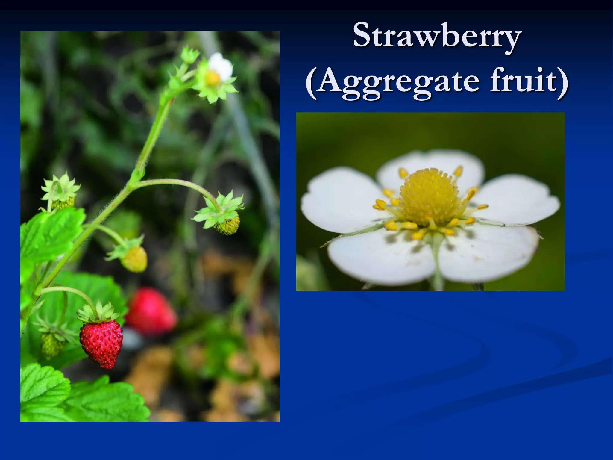 TYPES OF Fruits plant morpho .pdf
