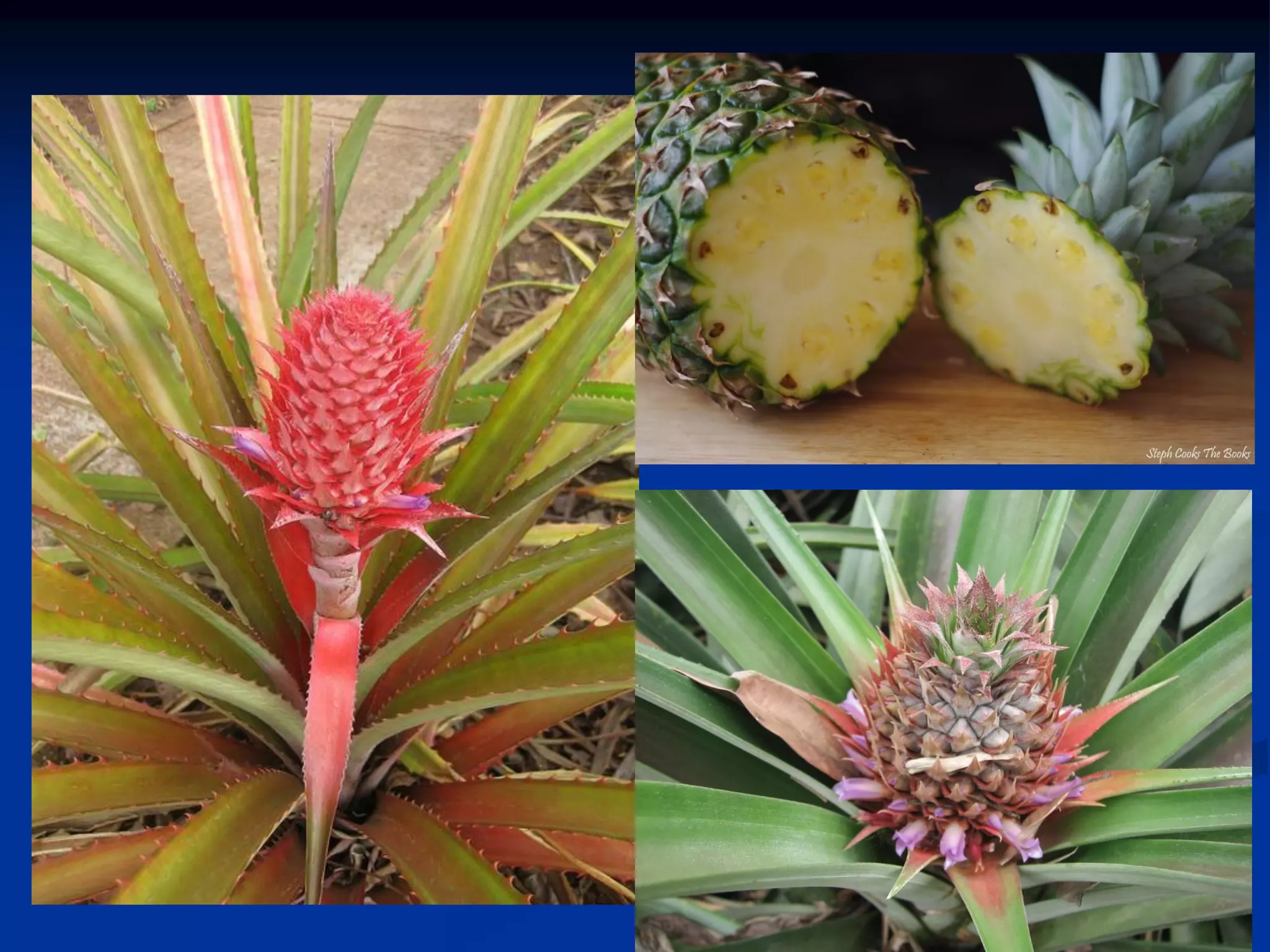 TYPES OF Fruits plant morpho .pdf