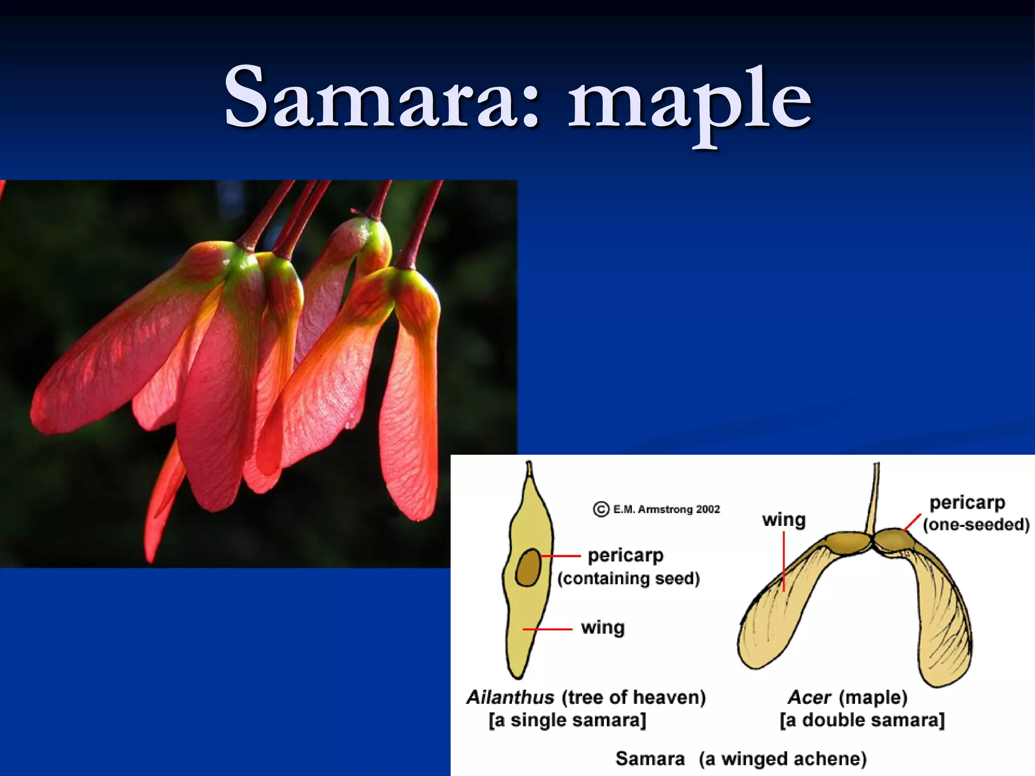 TYPES OF Fruits plant morpho .pdf