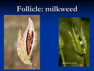 TYPES OF Fruits plant morpho .pdf