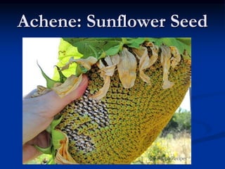 TYPES OF Fruits plant morpho .pdf