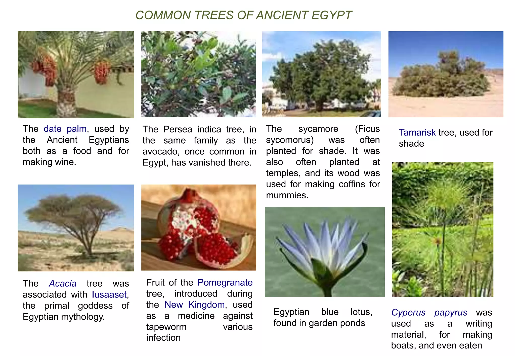 Types of gardens | PPTX