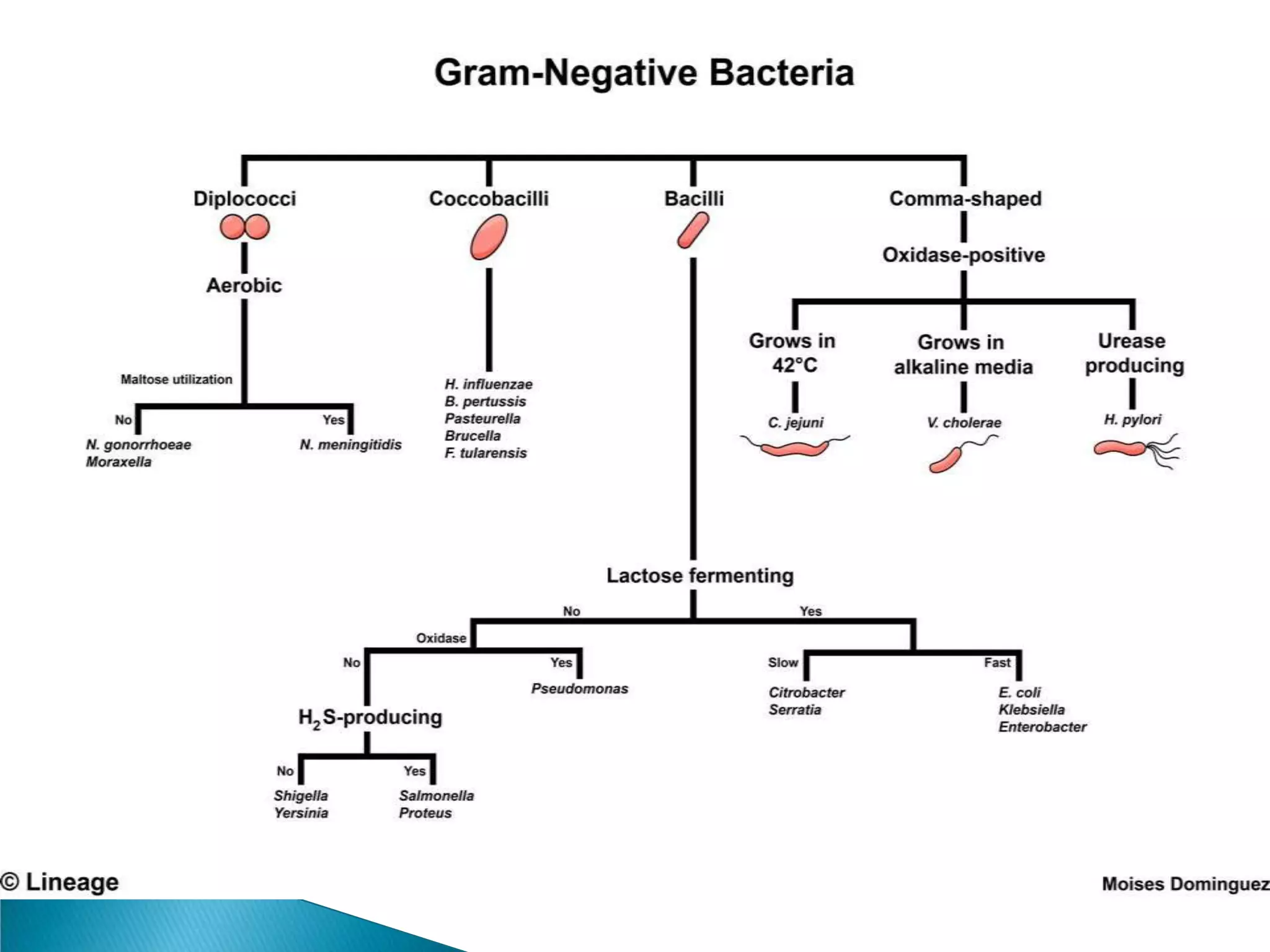 Types of gram negative bacteria.ppt