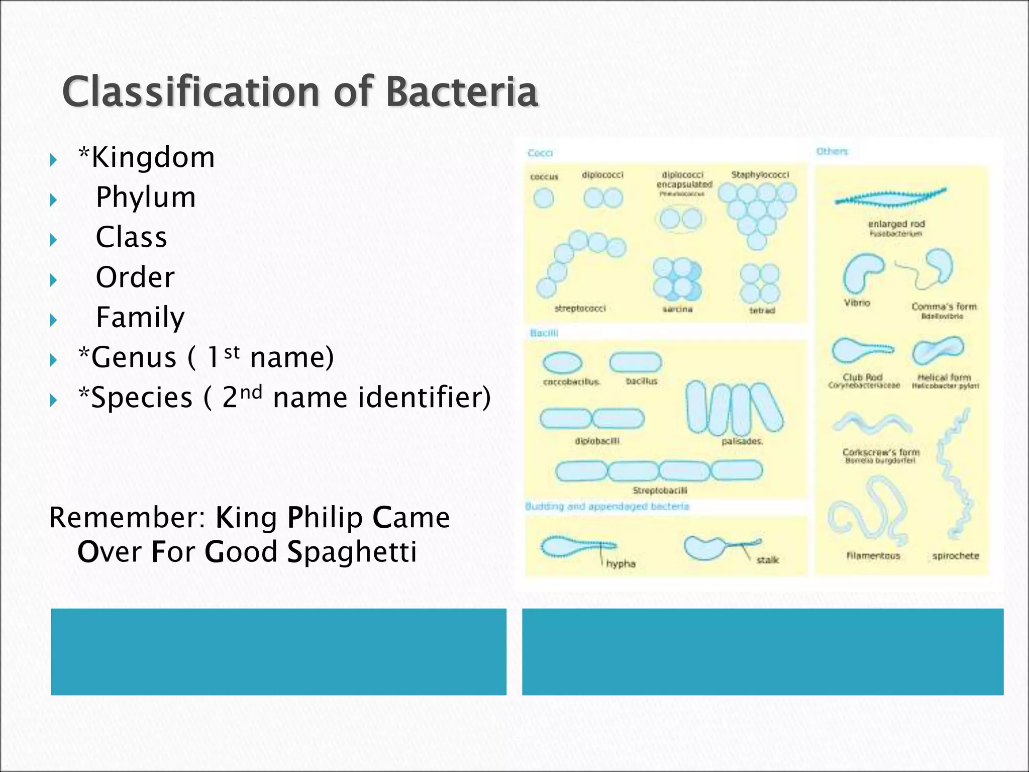 Types of gram negative bacteria.ppt