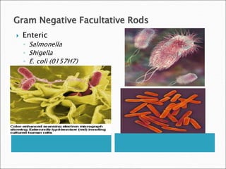 Types of gram negative bacteria.ppt