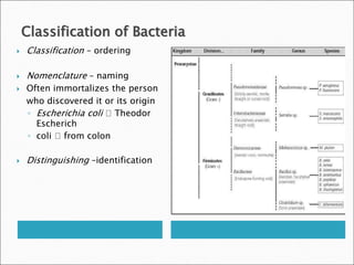 Types of gram negative bacteria.ppt