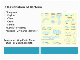 Types of gram negative bacteria.ppt