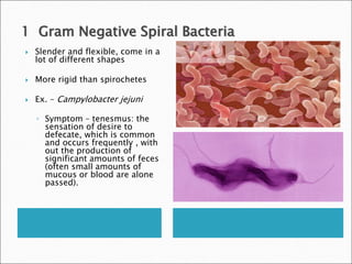 Types of gram negative bacteria.ppt