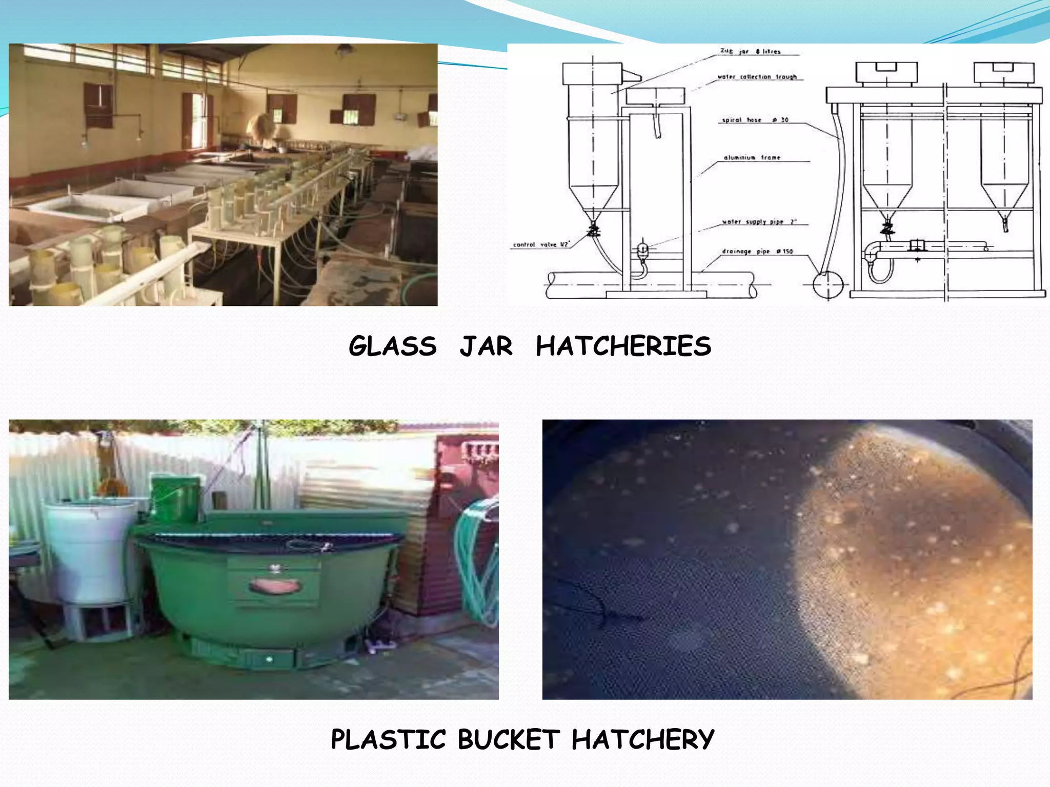 Types of hatchery and their operation | PPTX