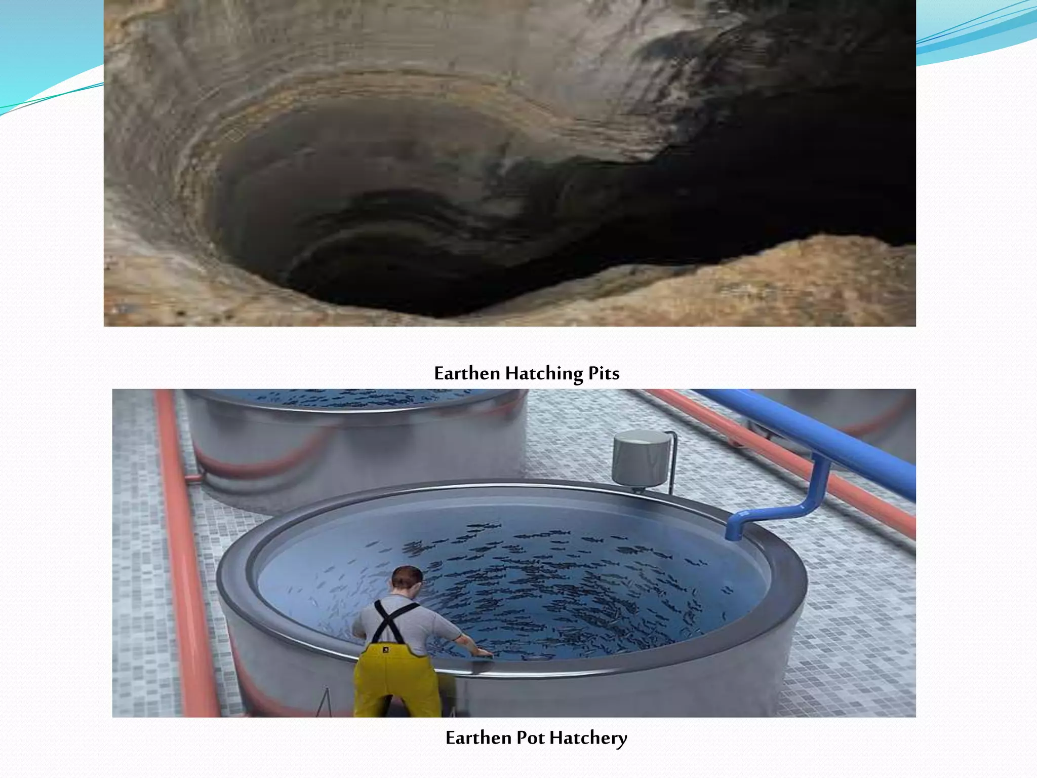 Types of hatchery and their operation | PPTX