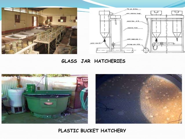 Types of hatchery and their operation