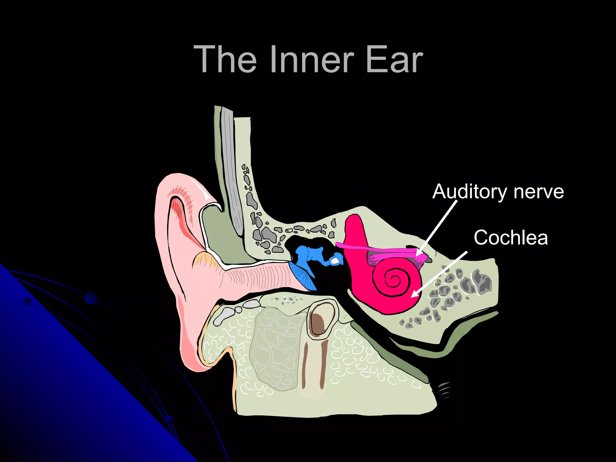 Types of hearing loss | PPT