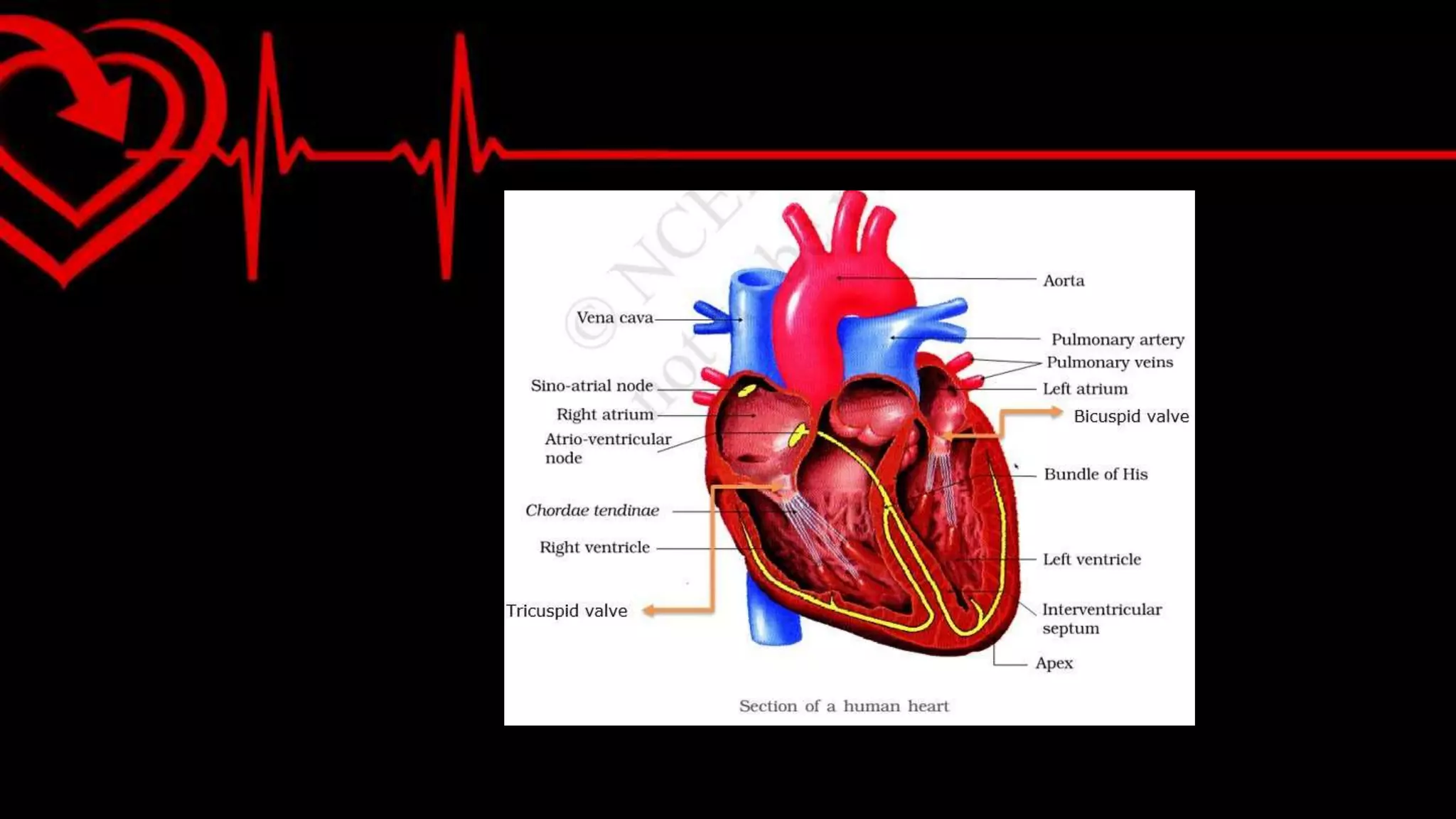 Types of heart | PPTX