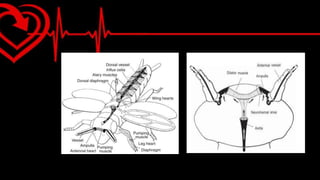 Types of heart | PPTX