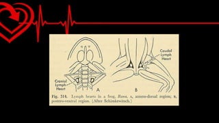 Types of heart | PPTX