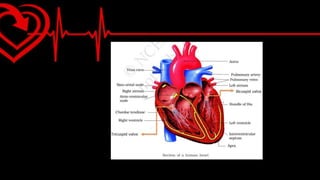 Types of heart | PPTX