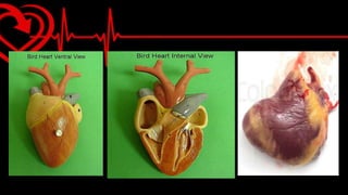 Types of heart | PPTX