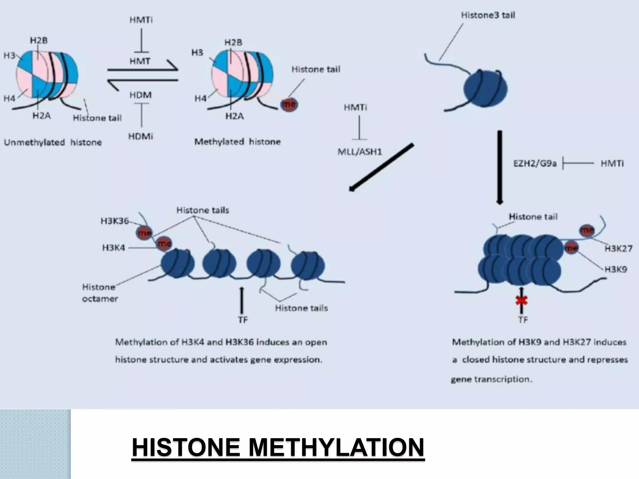 Types of histones, histone modifications and their effects | PPTX