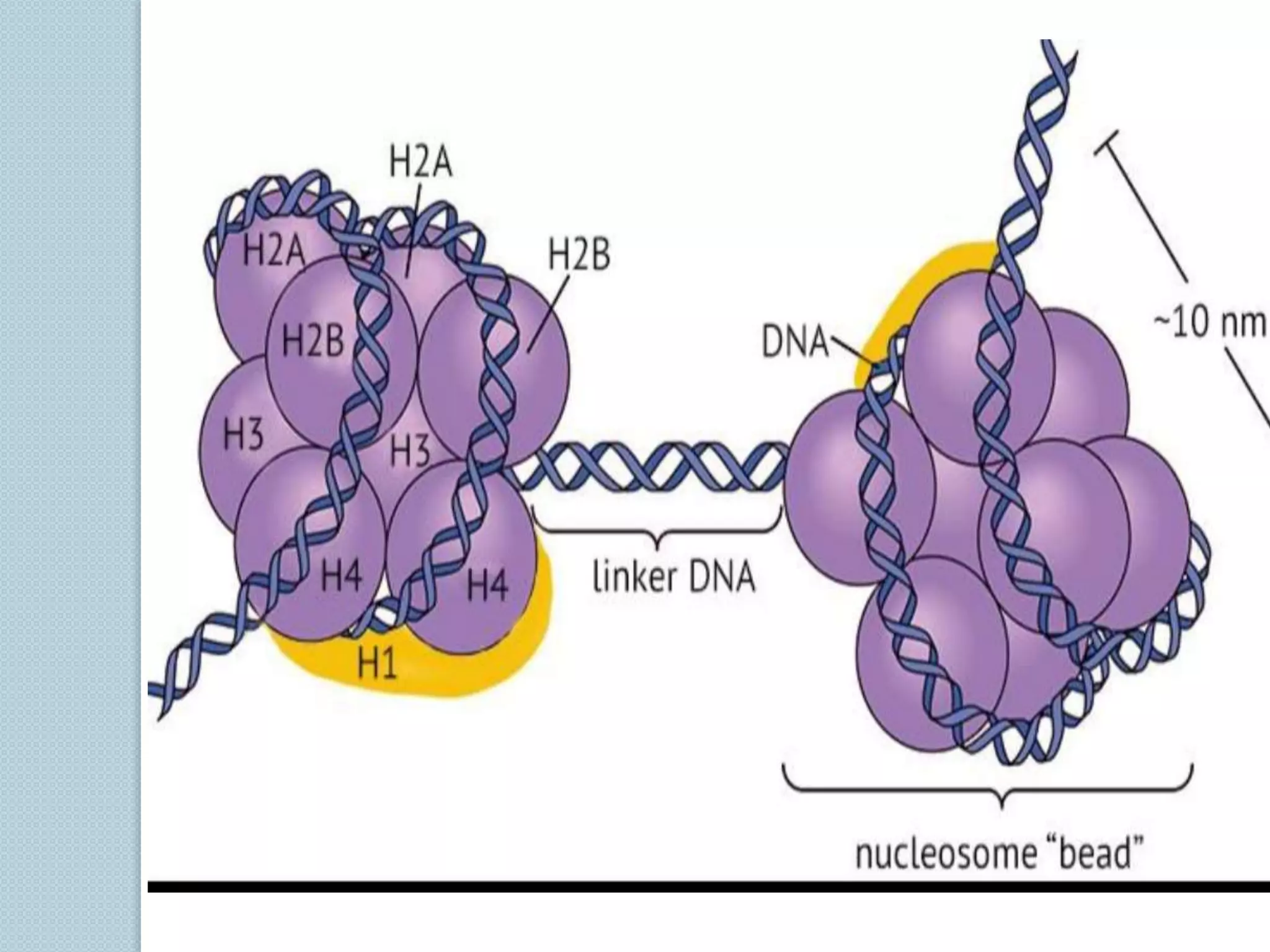 Types of histones, histone modifications and their effects | PPTX