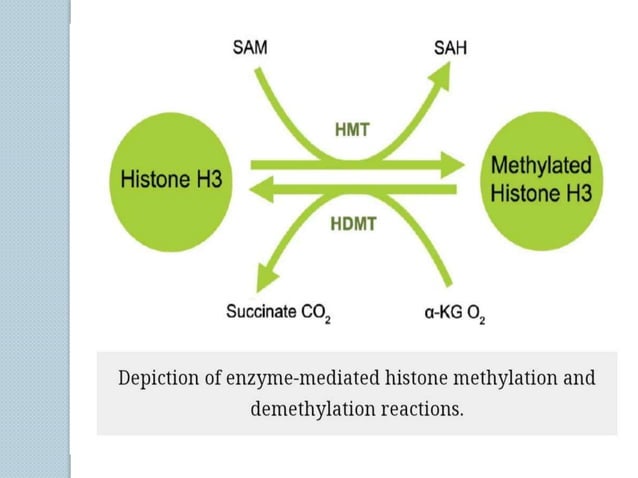 Types of histones, histone modifications and their effects | PPTX