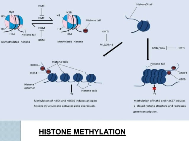 Types of histones, histone modifications and their effects | PPTX