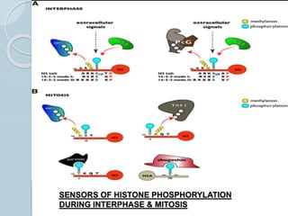 Types of histones, histone modifications and their effects | PPTX