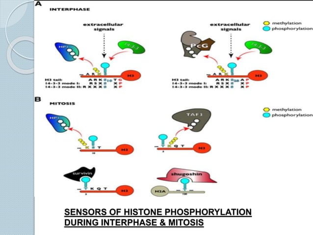 Types of histones, histone modifications and their effects | PPTX