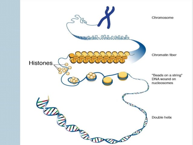 Types of histones, histone modifications and their effects | PPTX