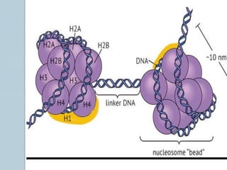 Types of histones, histone modifications and their effects | PPTX
