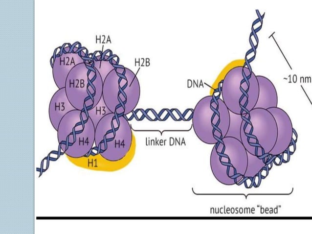 Types of histones, histone modifications and their effects