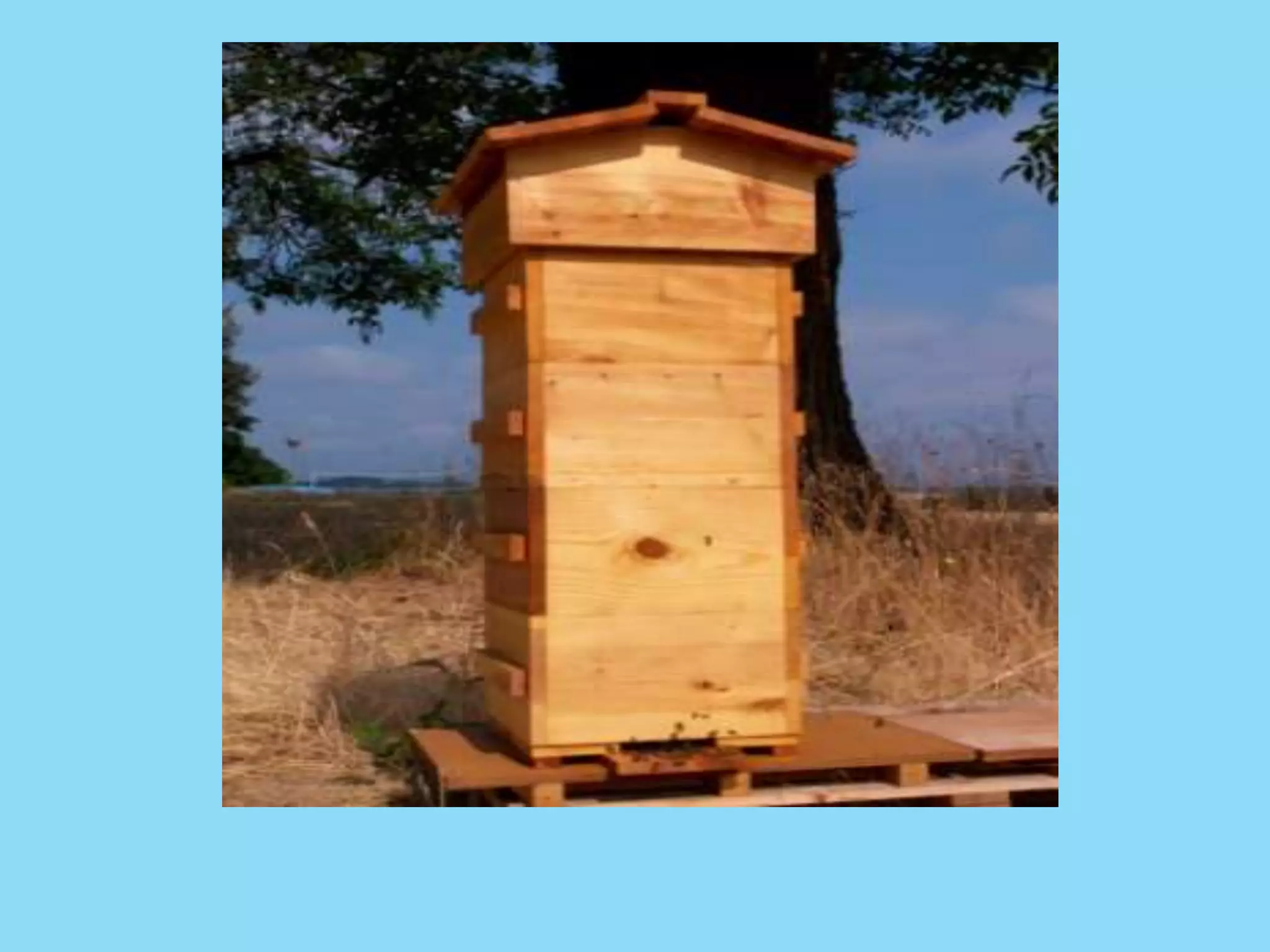 Types of hives | PPTX