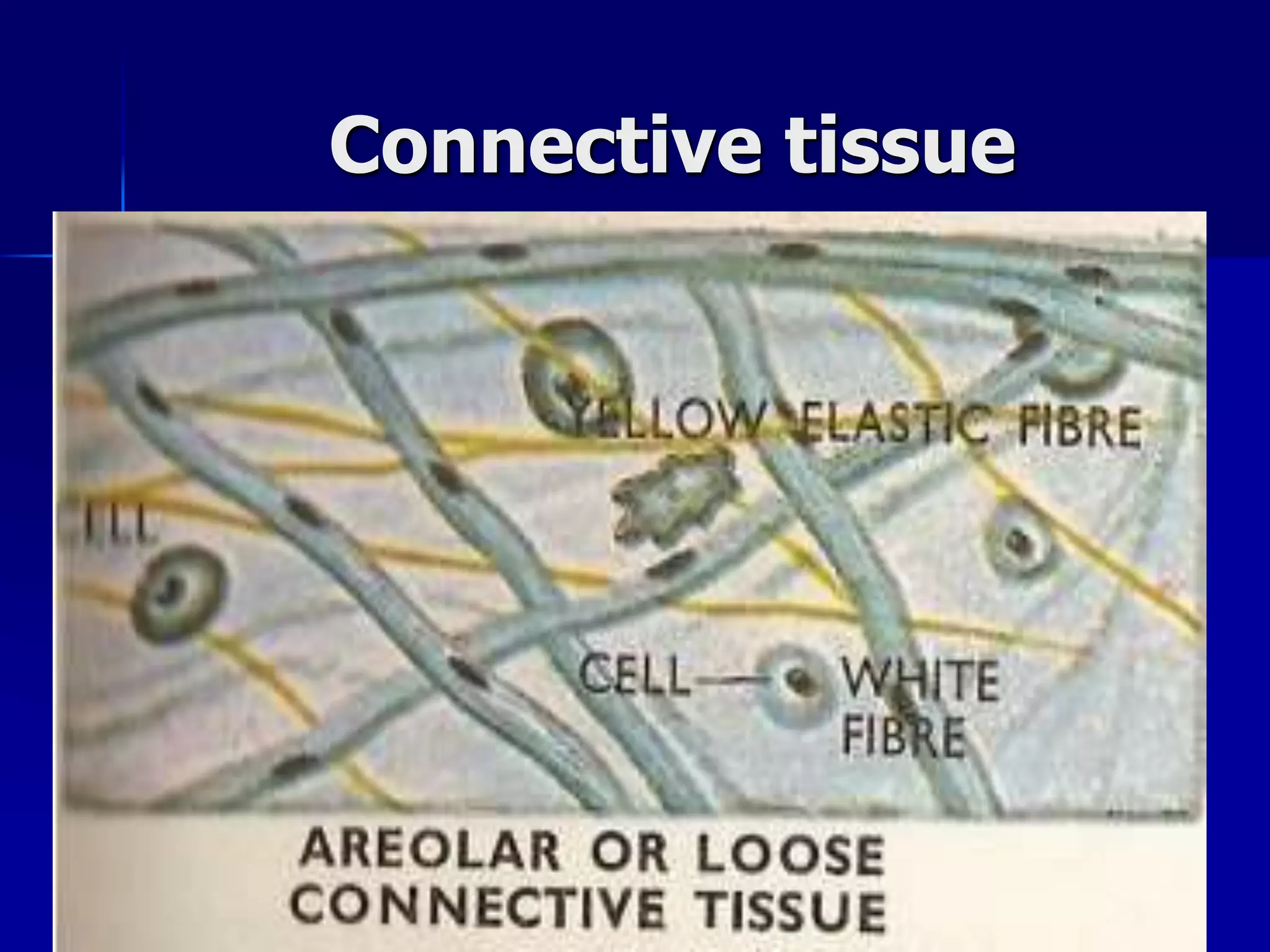 ( Types of Human Body tissue).ppt