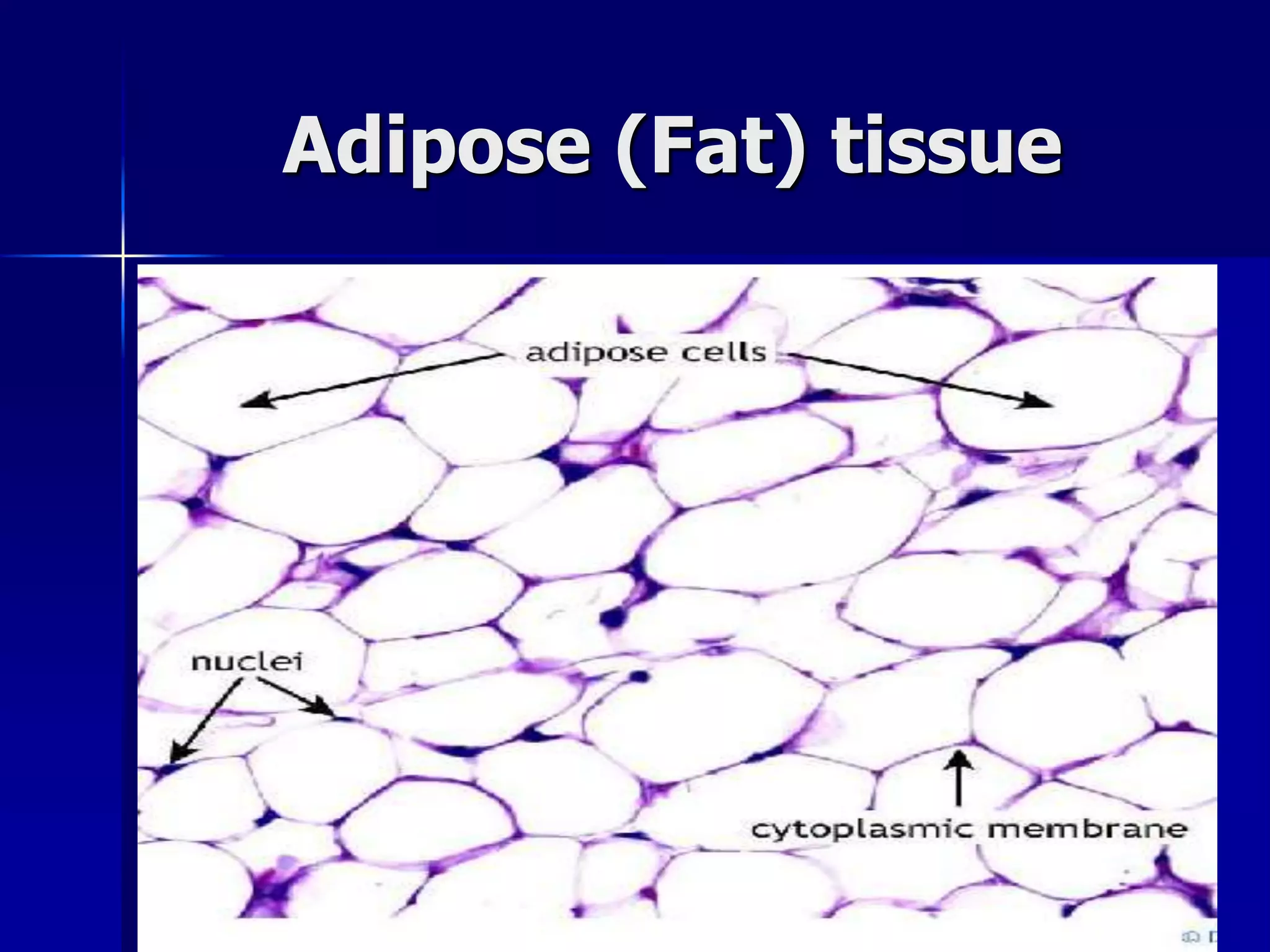 ( Types of Human Body tissue).ppt