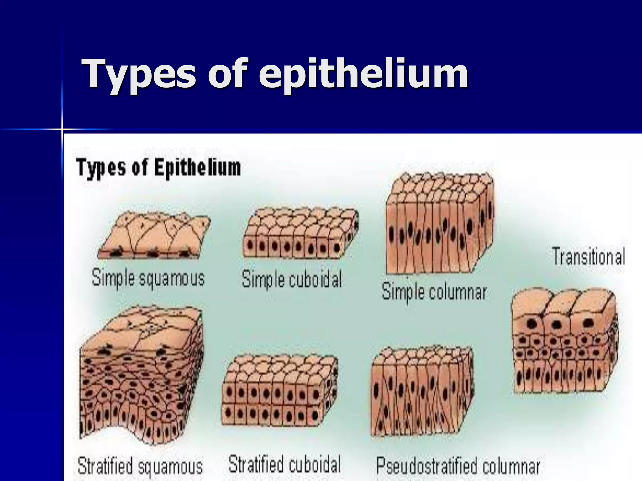 ( Types of Human Body tissue).ppt