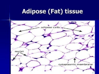 ( Types of Human Body tissue).ppt