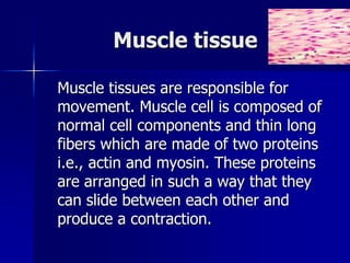 ( Types of Human Body tissue).ppt
