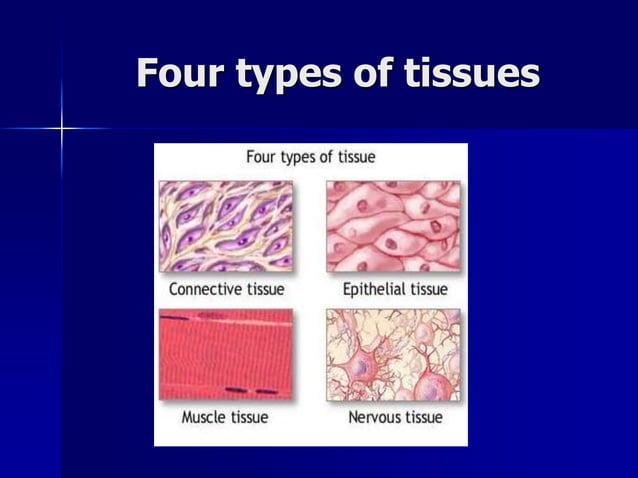 ( Types of Human Body tissue).ppt