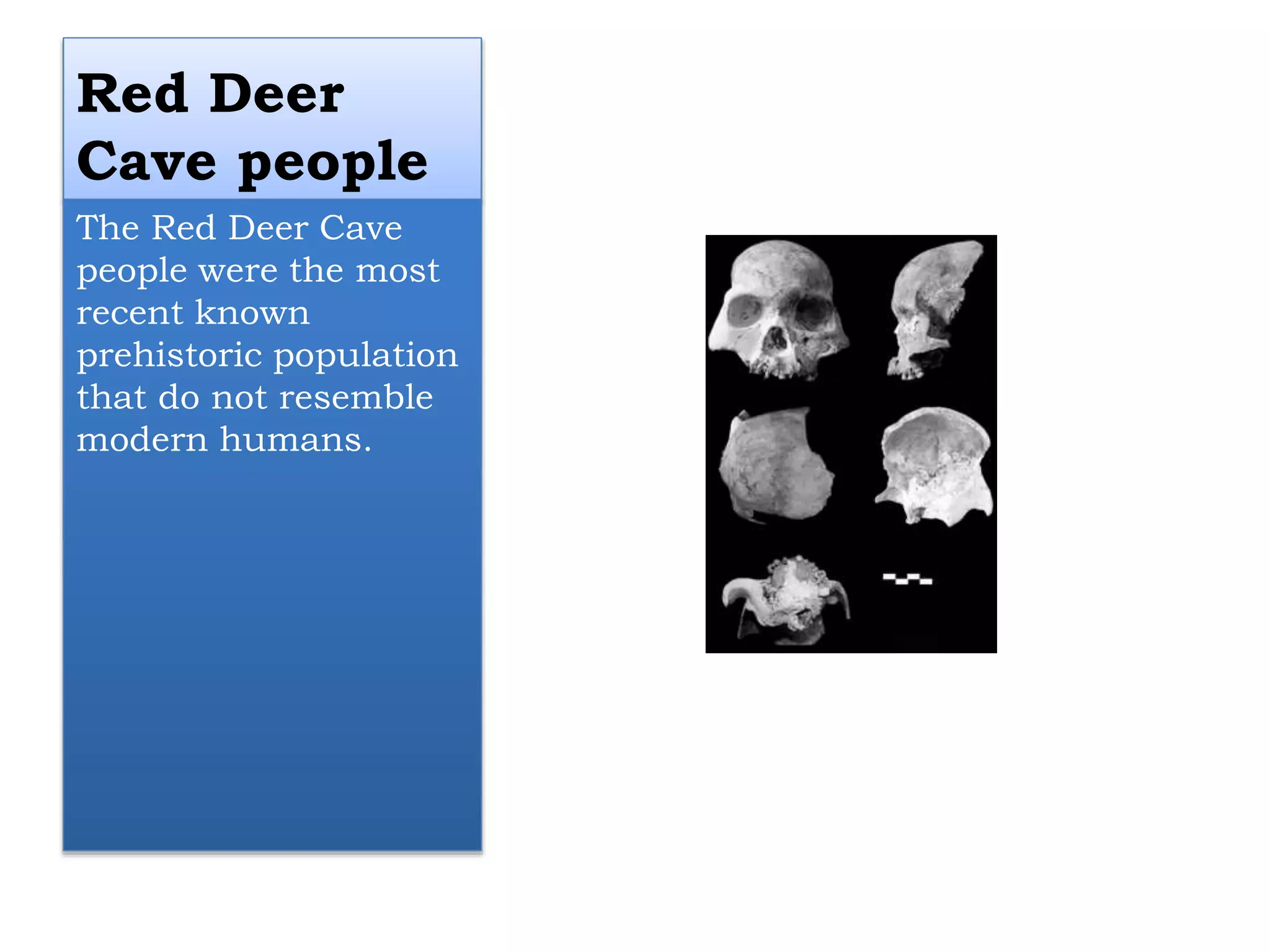Types of human species | PPTX