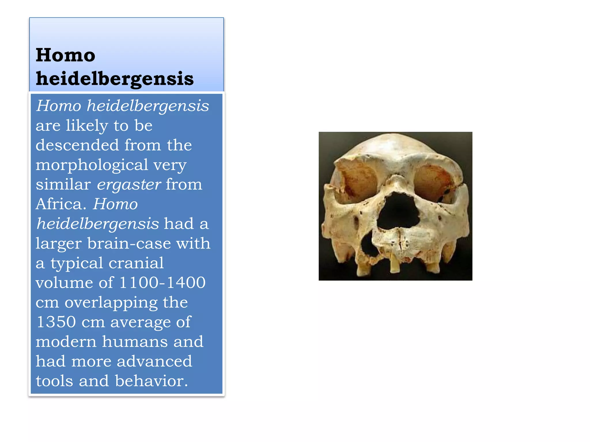 Types of human species | PPTX